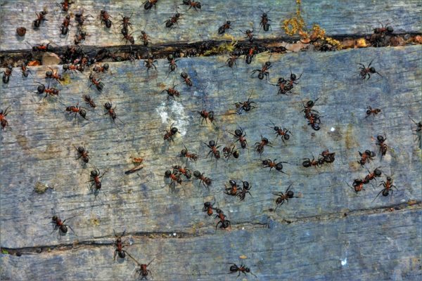 Ants | Trapper Tim’s Nuisance Wildlife Removal + Pest Control